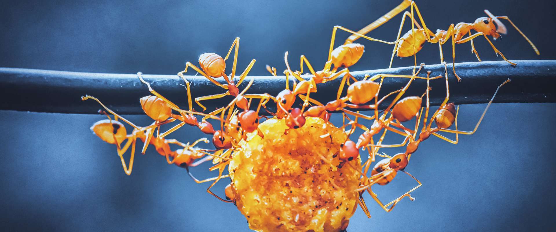 SCP재단(SCP Foundation), 집단지성(Collective Intelligence)의 최고 창작물